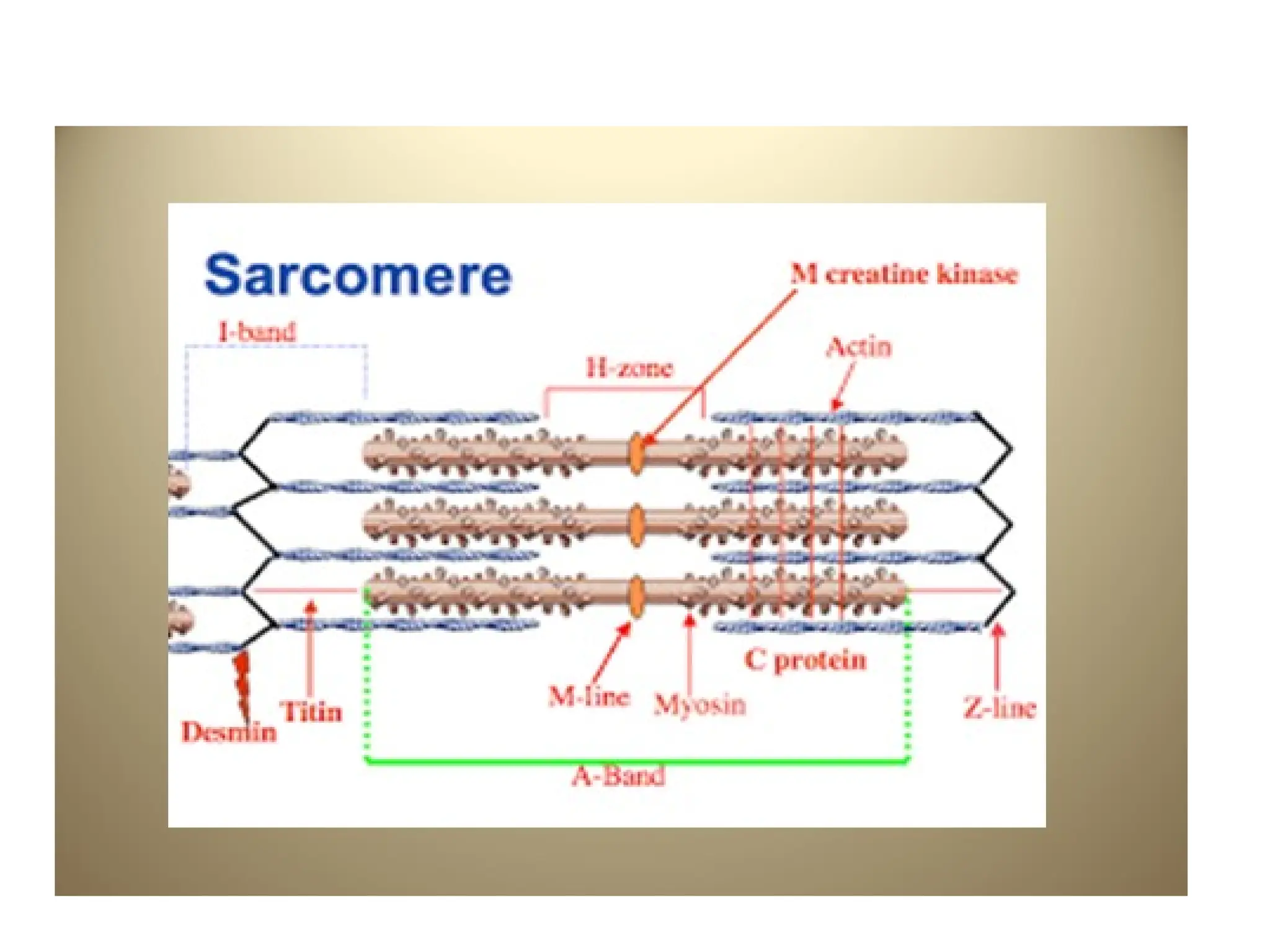 Muscle contraction easily explained..human physiology | PPTX