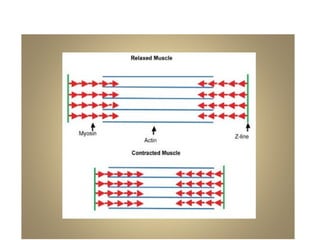 Muscle contraction easily explained..human physiology | PPTX