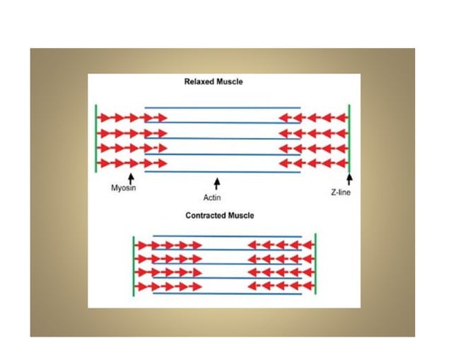 Muscle contraction easily explained..human physiology | PPTX