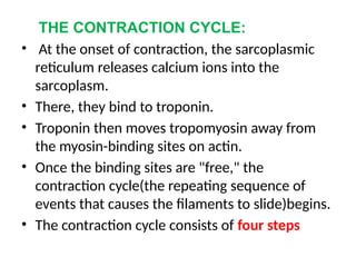 Muscle contraction easily explained..human physiology | PPTX