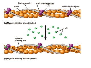 Muscle contraction easily explained..human physiology | PPTX