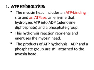 Muscle contraction easily explained..human physiology | PPTX