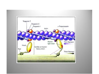 Muscle contraction easily explained..human physiology | PPTX