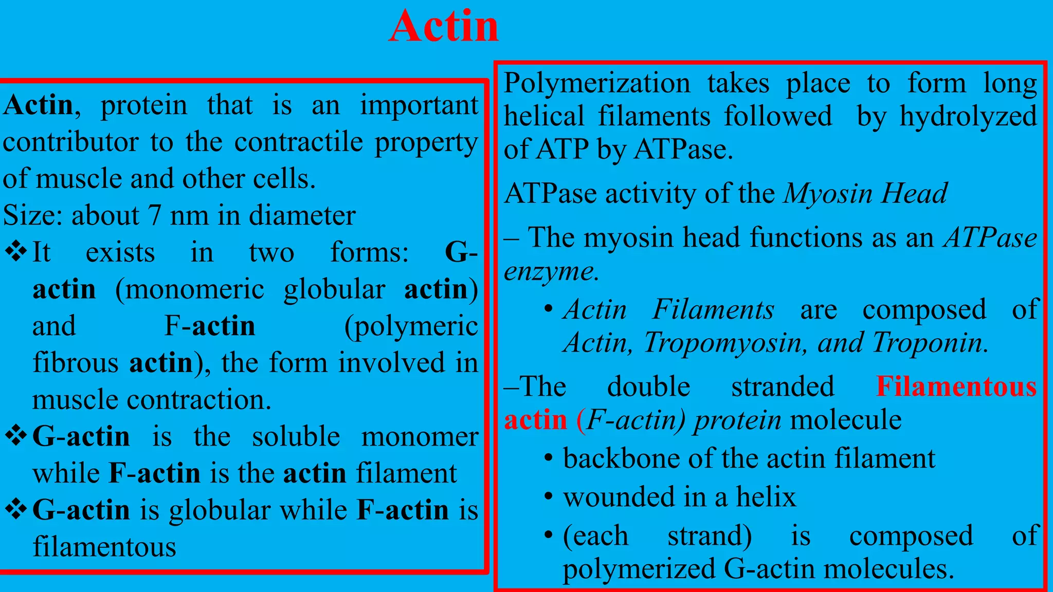 Muscle Contraction and Movement_Enzymes.ppt