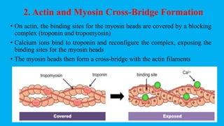 Muscle Contraction and Movement_Enzymes.ppt