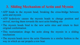 Muscle Contraction and Movement_Enzymes.ppt