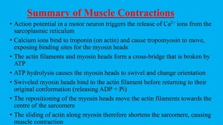 Muscle Contraction and Movement_Enzymes.ppt