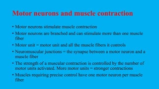 Muscle Contraction and Movement_Enzymes.ppt