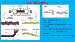 Muscle Contraction and Movement_Enzymes.ppt