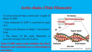 Muscle Contraction and Movement_Enzymes.ppt