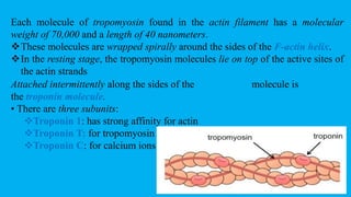 Muscle Contraction and Movement_Enzymes.ppt