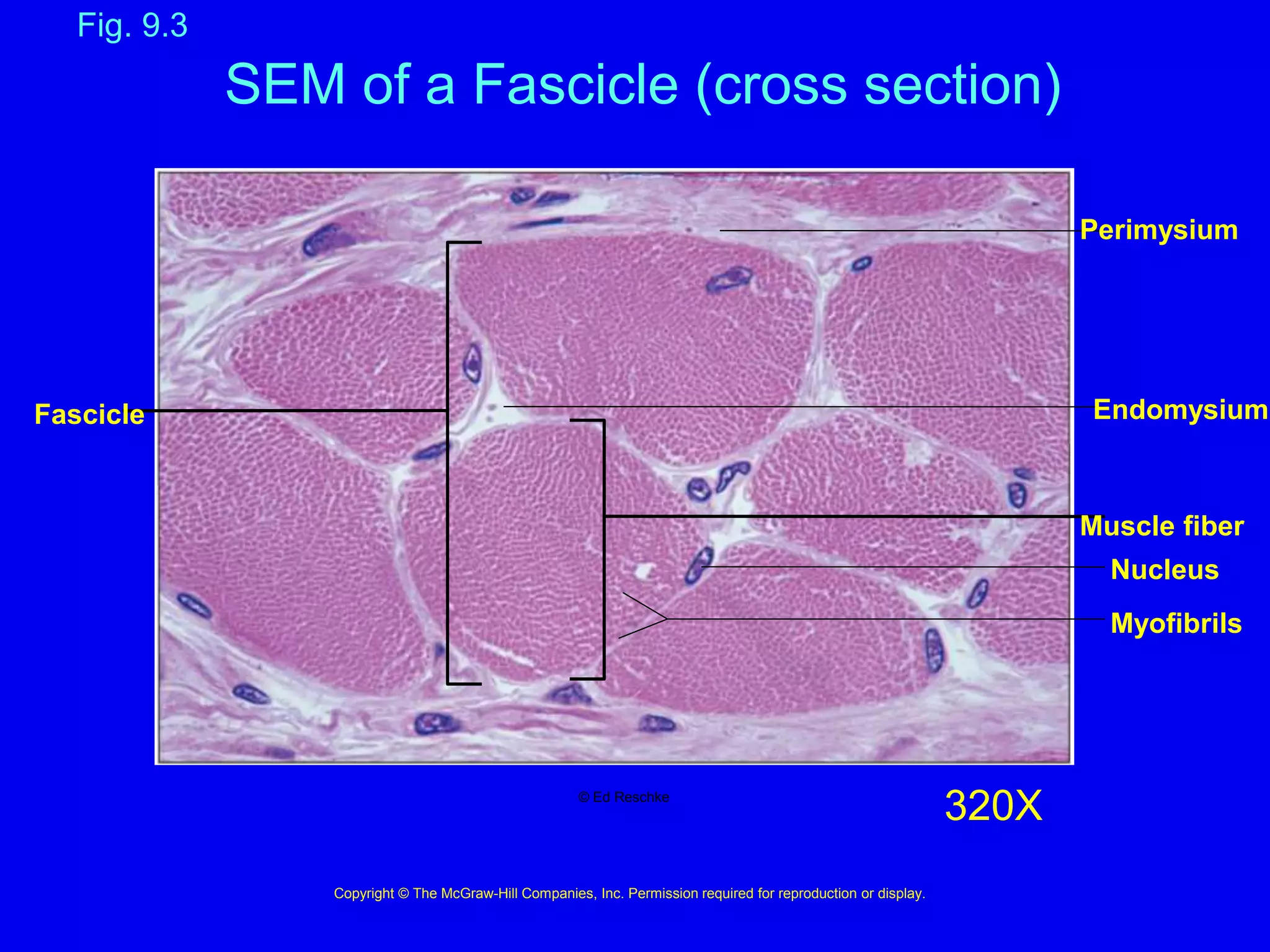Muscle Contraction I.ppt | Biological Sciences | Science