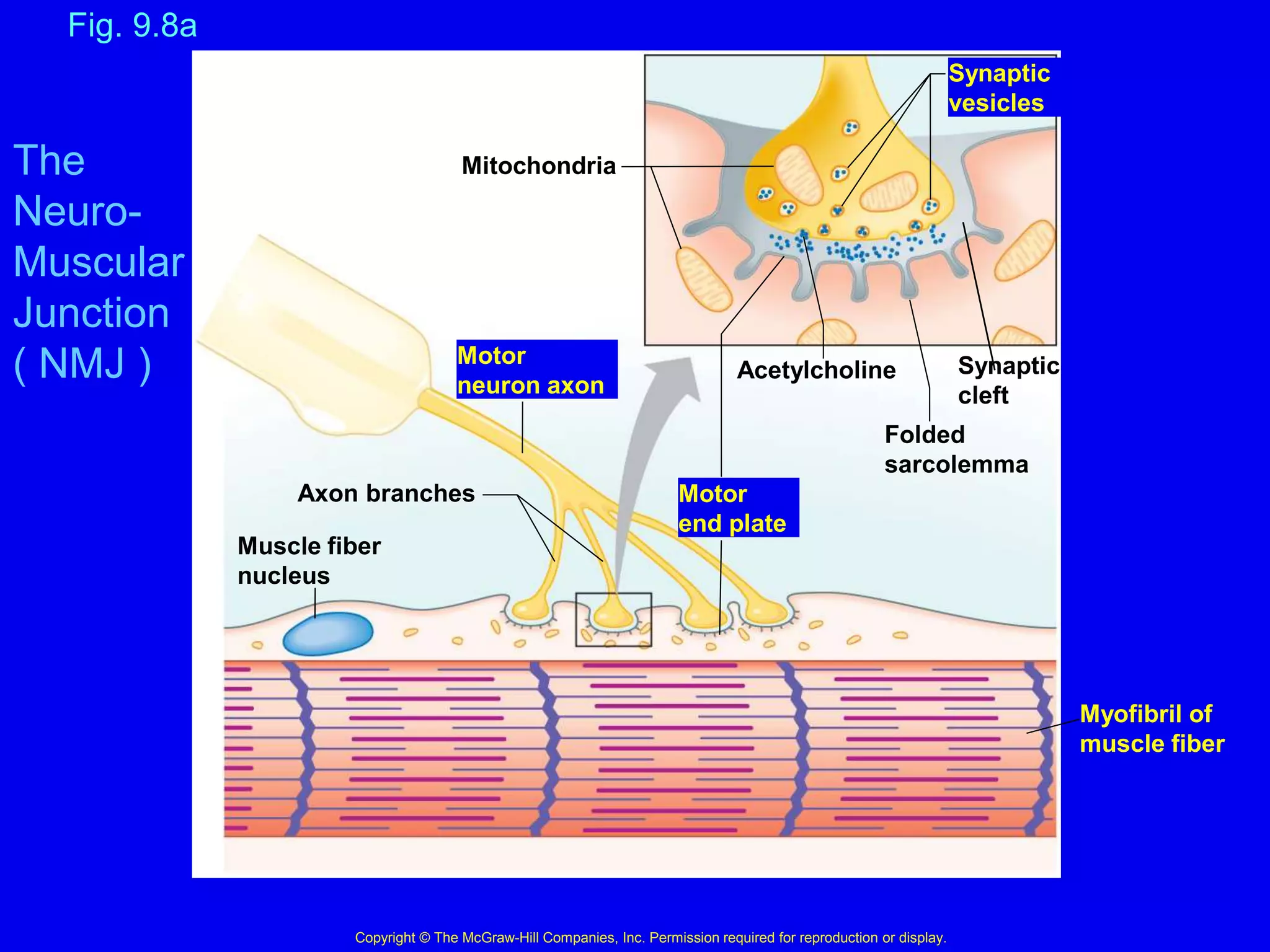 Muscle Contraction I.ppt