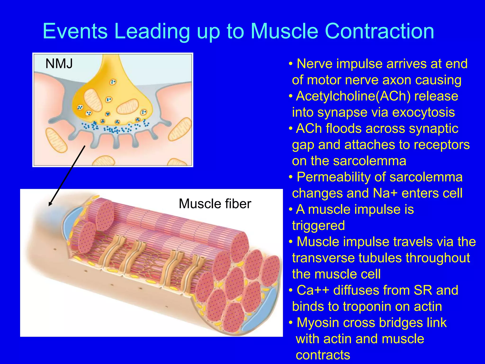 Muscle Contraction I.ppt | Biological Sciences | Science