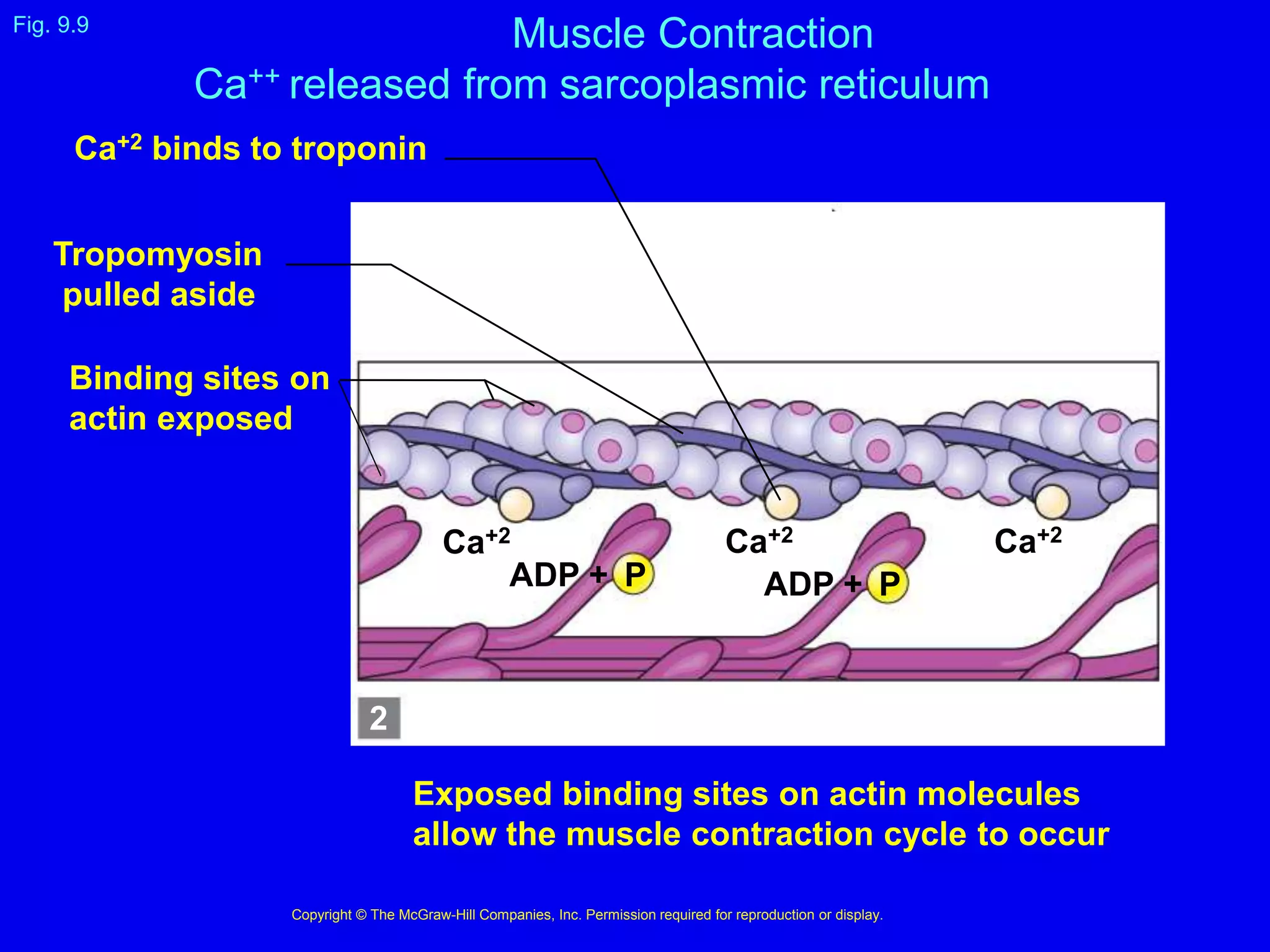 Muscle Contraction I.ppt | Biological Sciences | Science