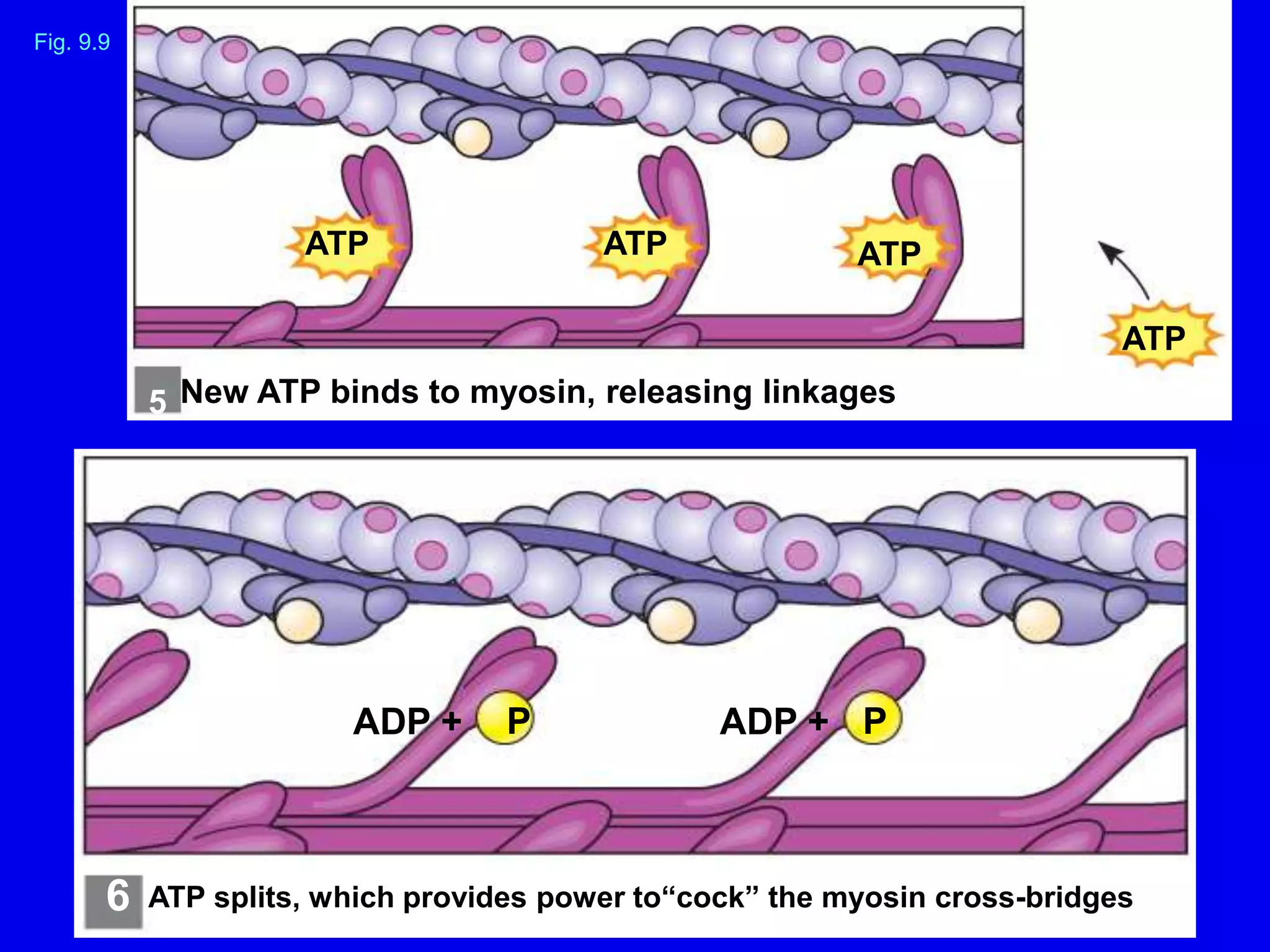 Muscle Contraction I.ppt | Biological Sciences | Science