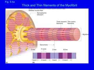 Muscle Contraction I.ppt