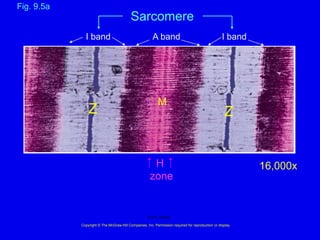 Muscle Contraction I.ppt | Biological Sciences | Science