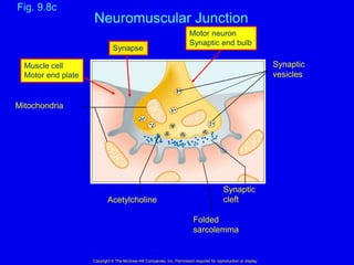 Muscle Contraction I.ppt