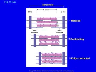 Muscle Contraction I.ppt