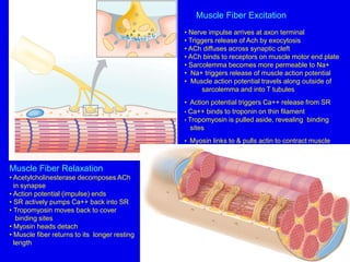 Muscle Contraction I.ppt