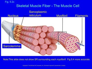 Muscle Contraction I.ppt