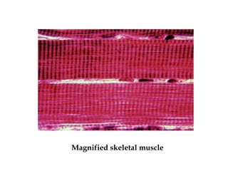 How Muscles Contract | PPT | Biological Sciences | Science