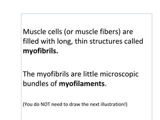 How Muscles Contract | PPT