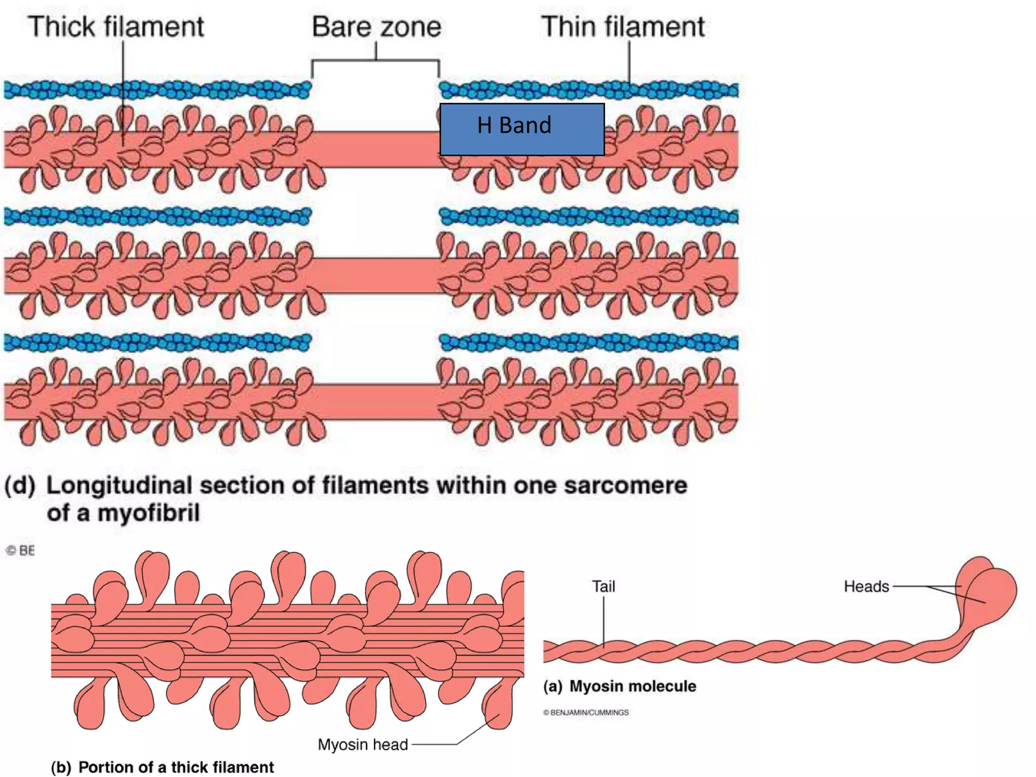 Muscle contraction mechanism chirantan mandal | PPTX