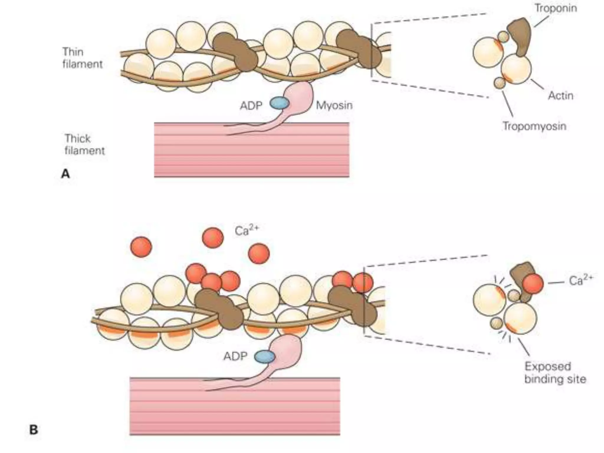 Muscle contraction mechanism chirantan mandal | PPTX