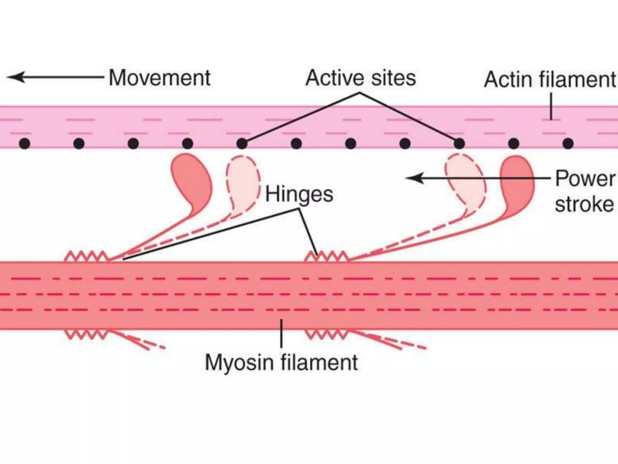 Muscle contraction mechanism chirantan mandal | PPTX