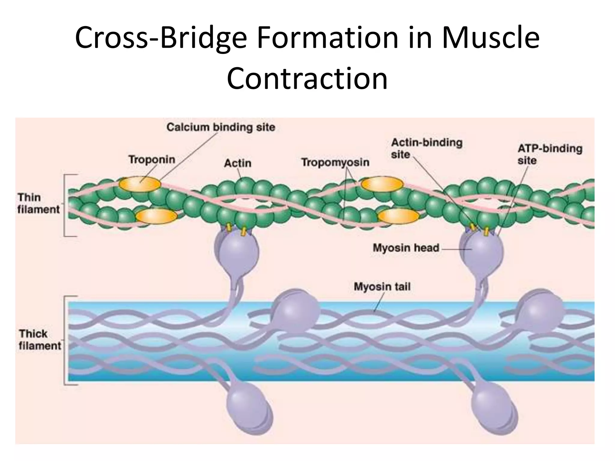 Muscle contraction mechanism chirantan mandal | PPTX