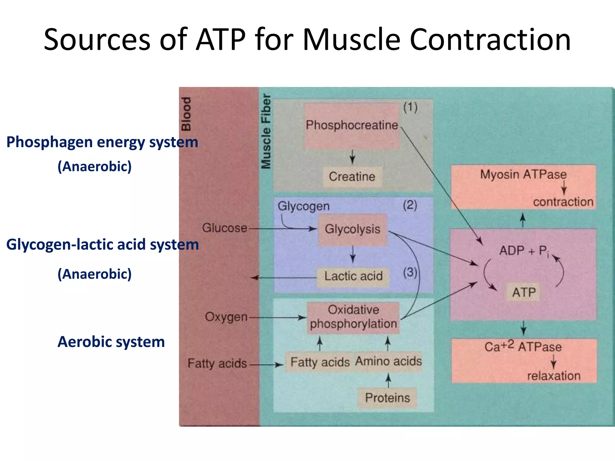 Muscle contraction mechanism chirantan mandal | PPTX
