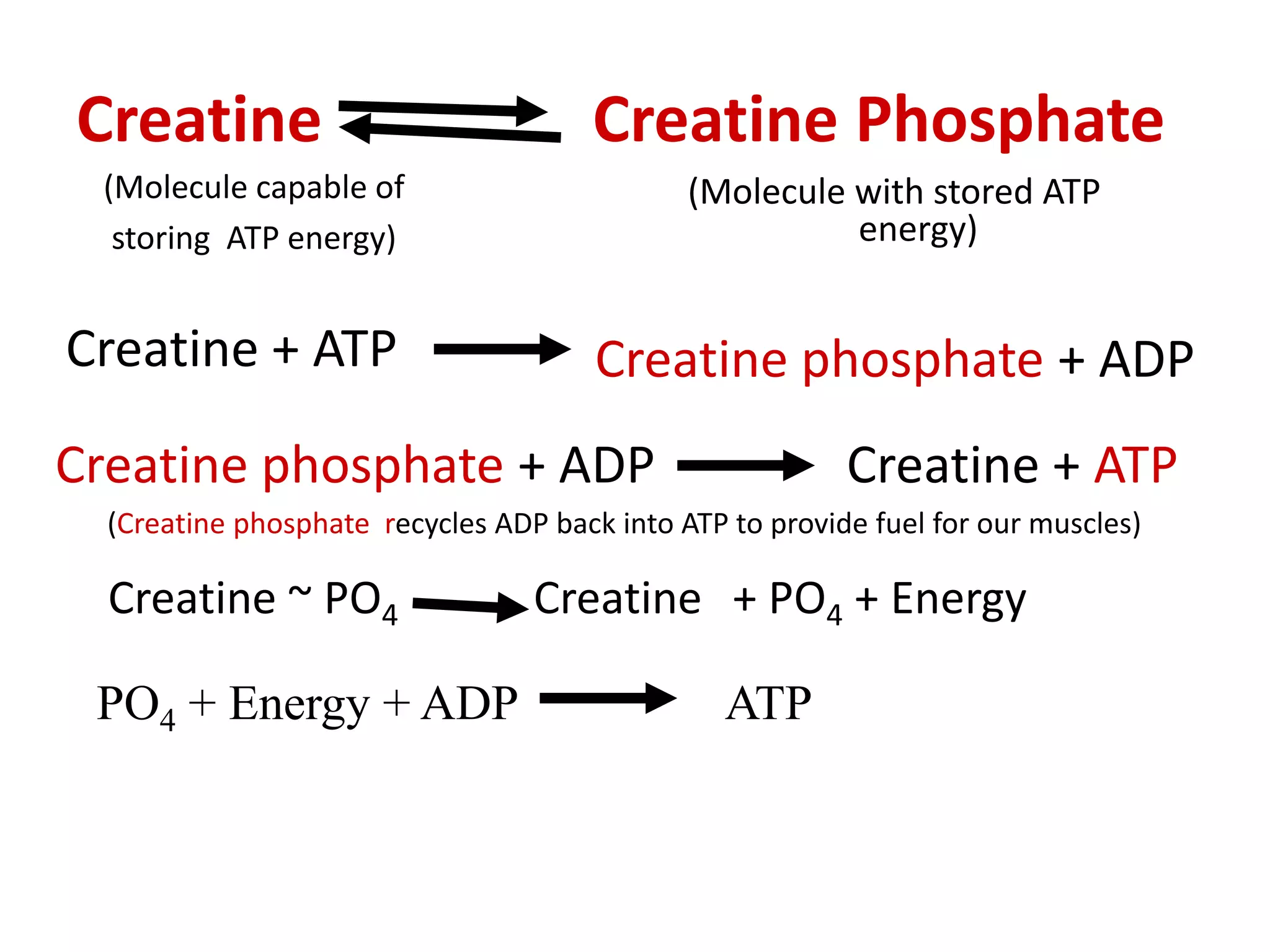 Muscle contraction mechanism chirantan mandal | PPTX