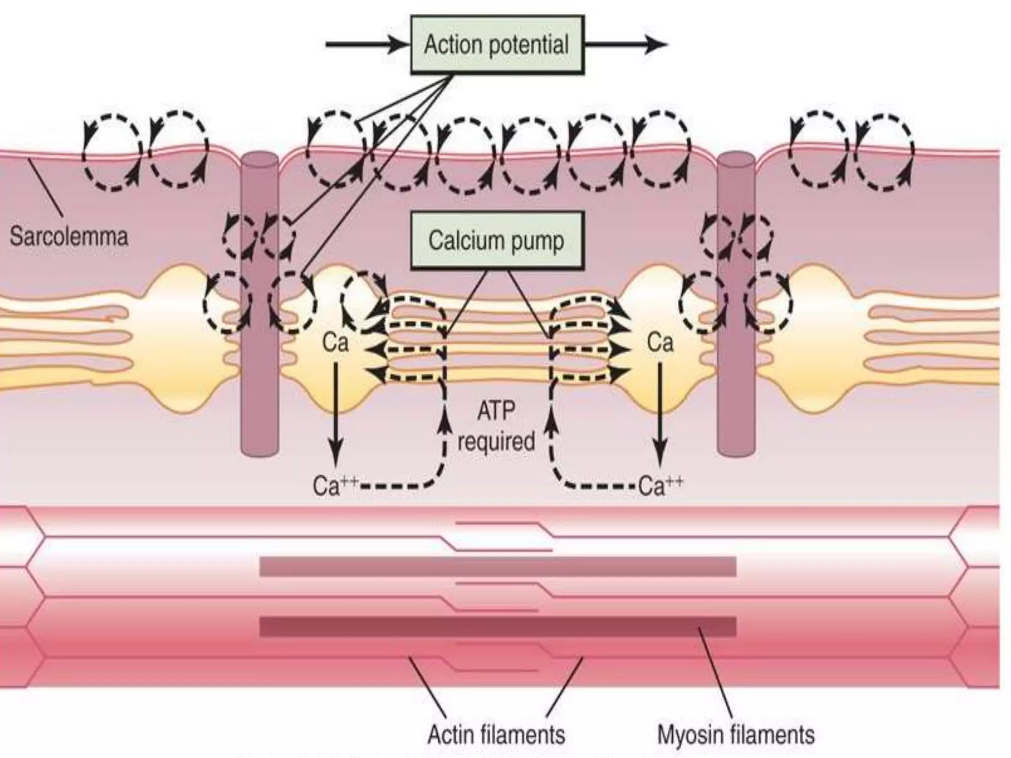 Muscle contraction mechanism chirantan mandal | PPTX