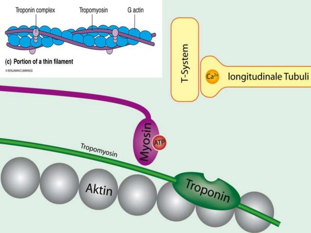 Muscle contraction mechanism chirantan mandal | PPT