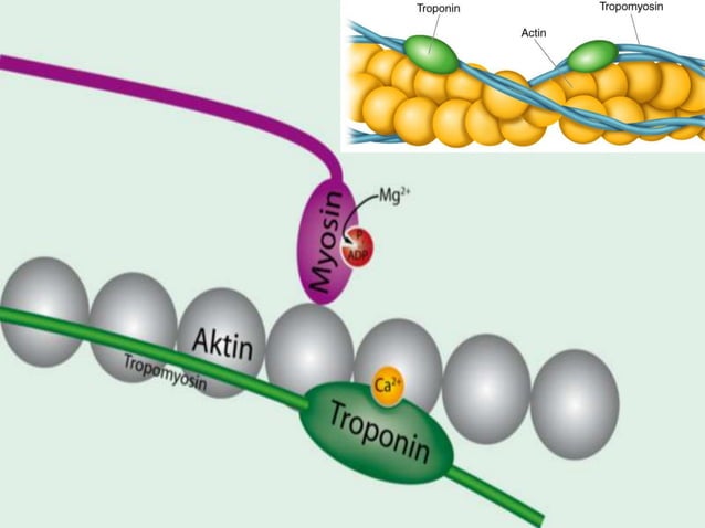 Muscle contraction mechanism chirantan mandal | PPT