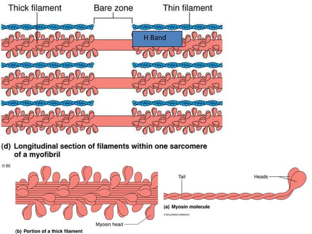 Muscle contraction mechanism chirantan mandal | PPT