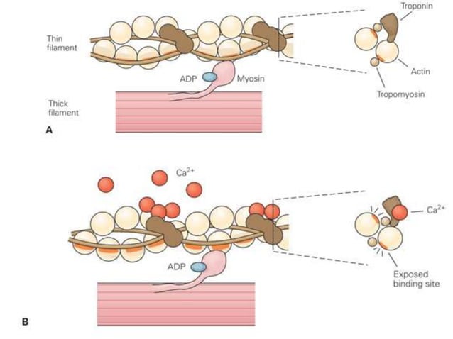 Muscle contraction mechanism chirantan mandal | PPT