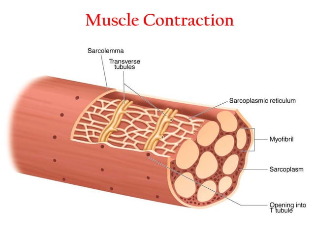 Muscle contraction mechanism chirantan mandal | PPT