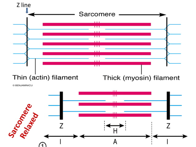 Muscle contraction mechanism chirantan mandal | PPT