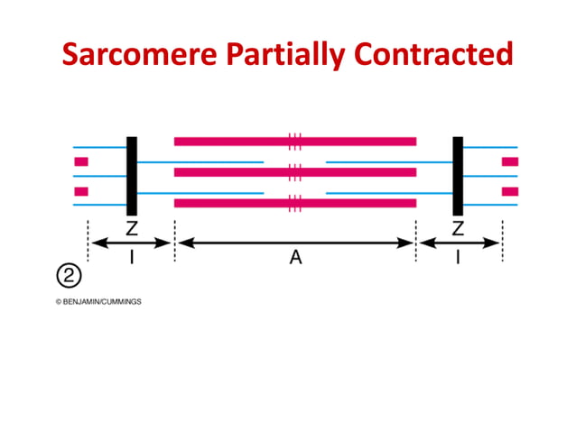 Muscle contraction mechanism chirantan mandal | PPT