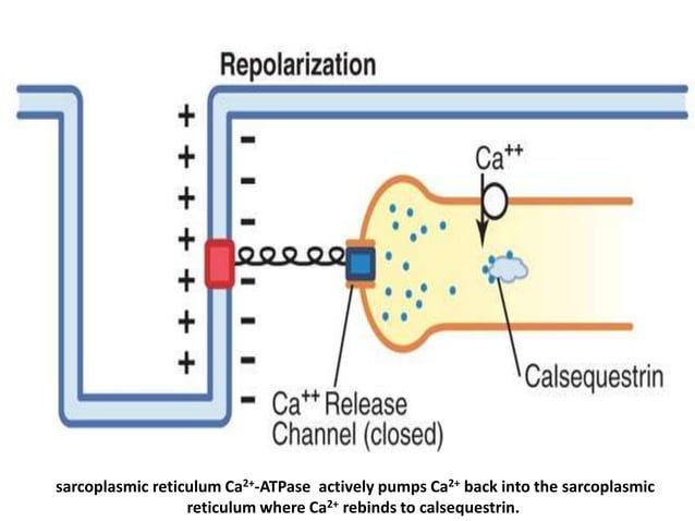 Muscle contraction mechanism chirantan mandal | PPT