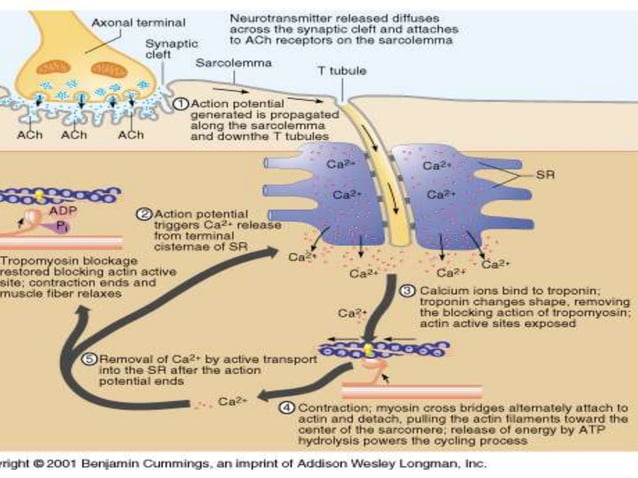 Muscle contraction mechanism chirantan mandal | PPT