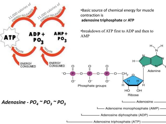 Muscle contraction mechanism chirantan mandal | PPT