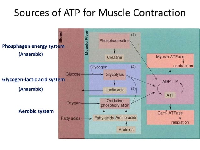 Muscle contraction mechanism chirantan mandal | PPT