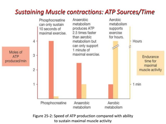 Muscle contraction mechanism chirantan mandal | PPT