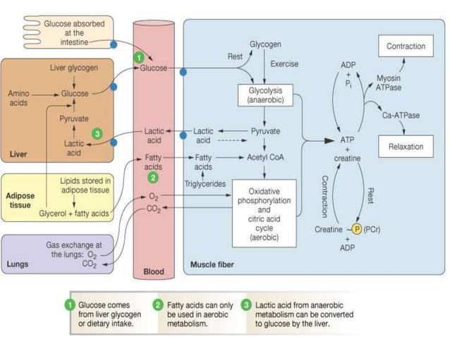 Muscle contraction mechanism chirantan mandal | PPT