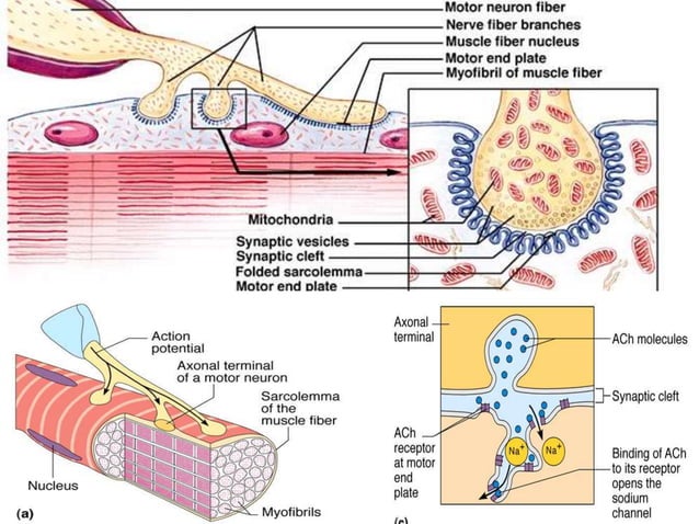 Muscle contraction mechanism chirantan mandal | PPT