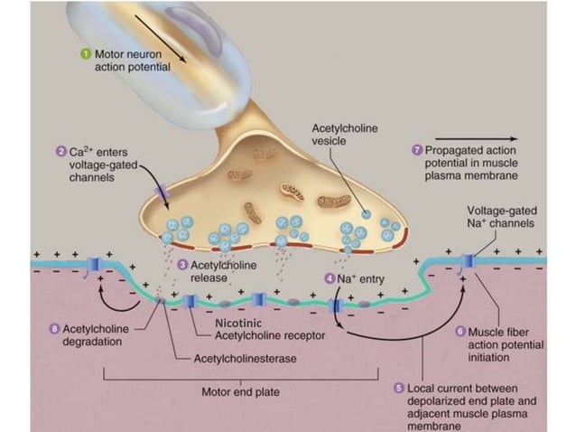 Muscle contraction mechanism chirantan mandal | PPT
